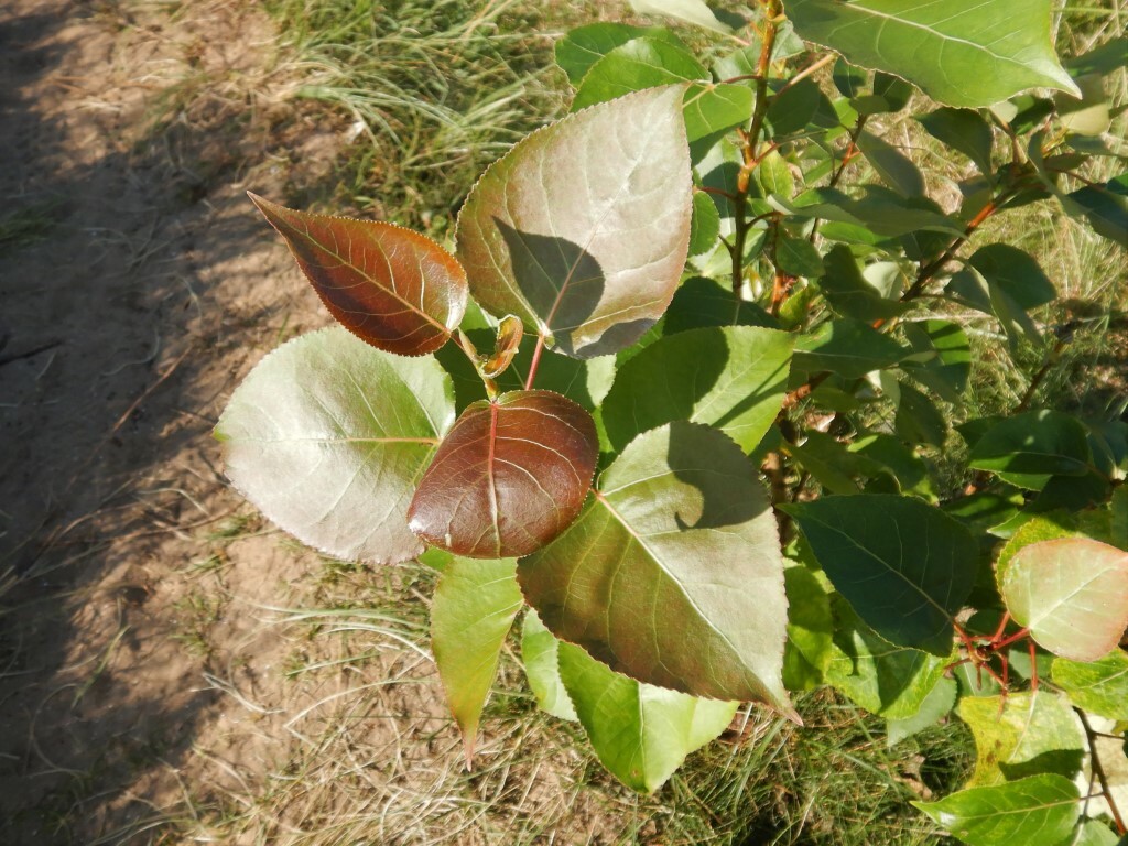 Populus ×jackii Sarg.