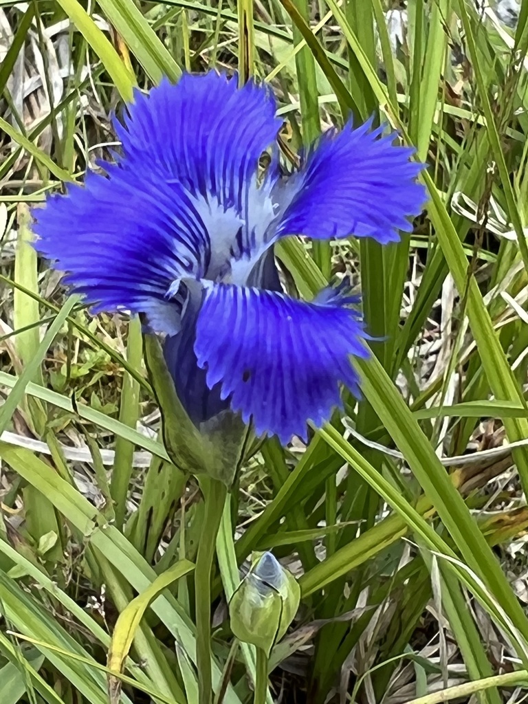 Rocky Mountain Fringed Gentian from Rocky Mountain National Park ...