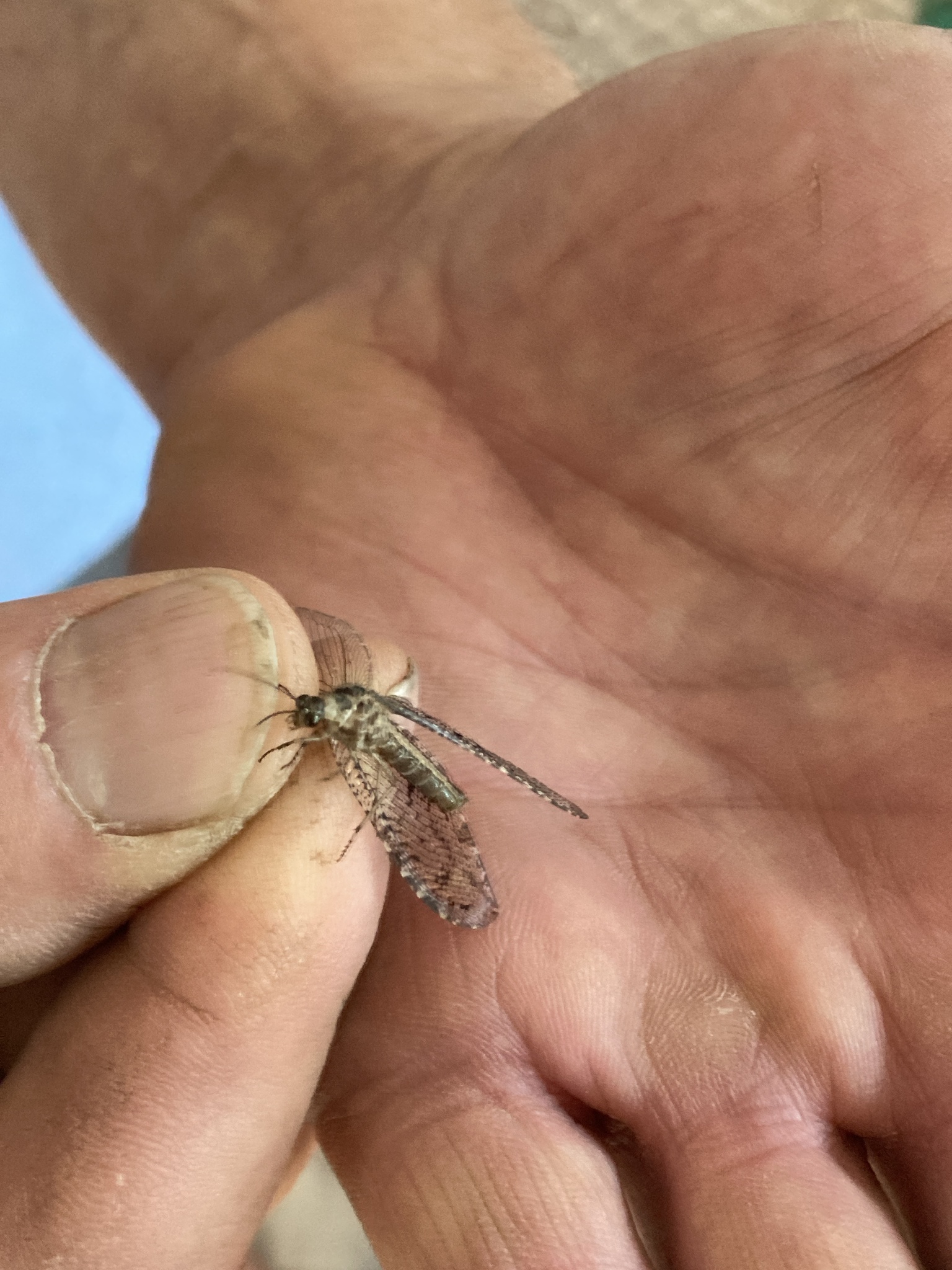 Polystoechotes punctata (Fabricius, 1793)