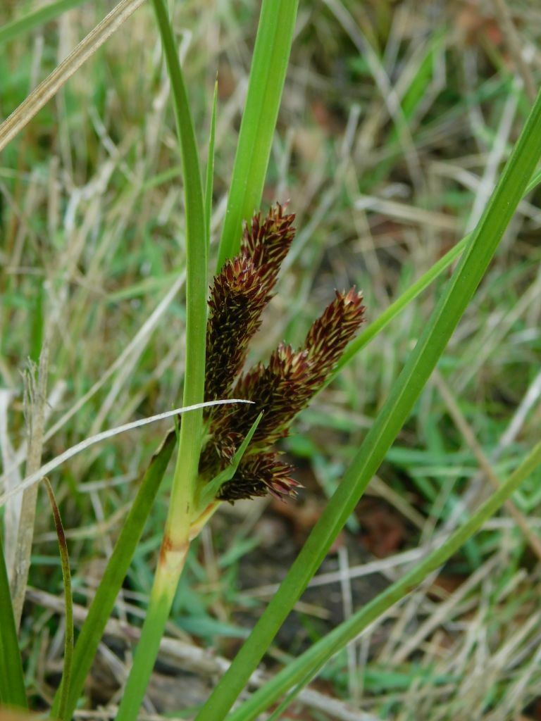 Giant Sedge from Genadendal Natuskloof, 7234, South Africa on August 11 ...