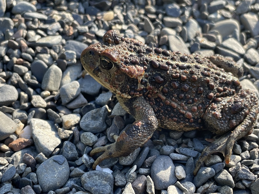 Western Toad in August 2022 by Tiffany Peterson · iNaturalist