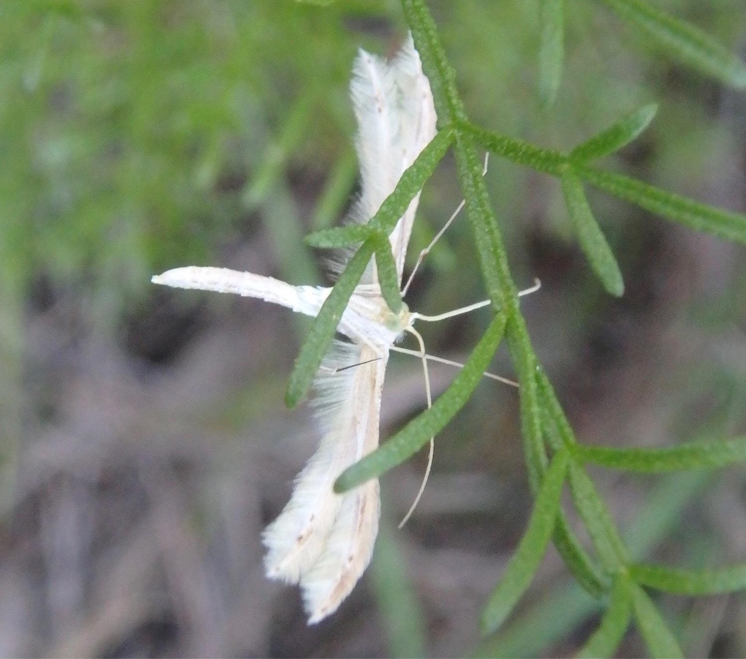 Imbophorus aptalis (Walker, 1864)
