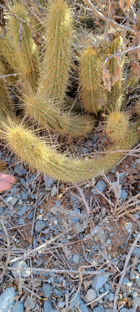 Golden-spined Cereus in August 2022 by ali2000 · iNaturalist