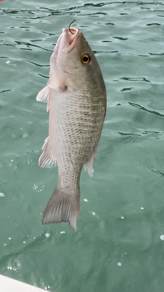Grey Snapper from Gulf of Mexico, FL, US on August 12, 2022 at 01:34 PM ...