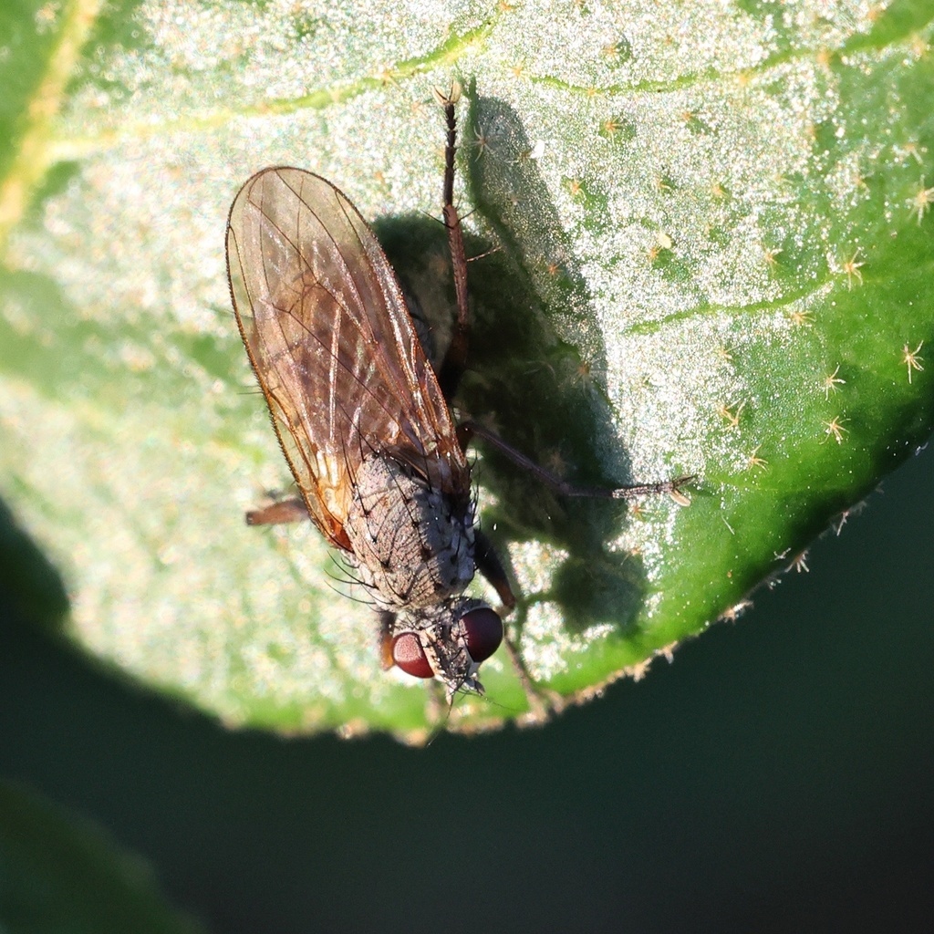Tiger Flies from Amager, Dragør, Region Hovedstaden, DK on August 12 ...