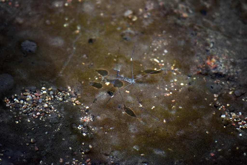 Rhyacobates in August 2022 by Sakern · iNaturalist