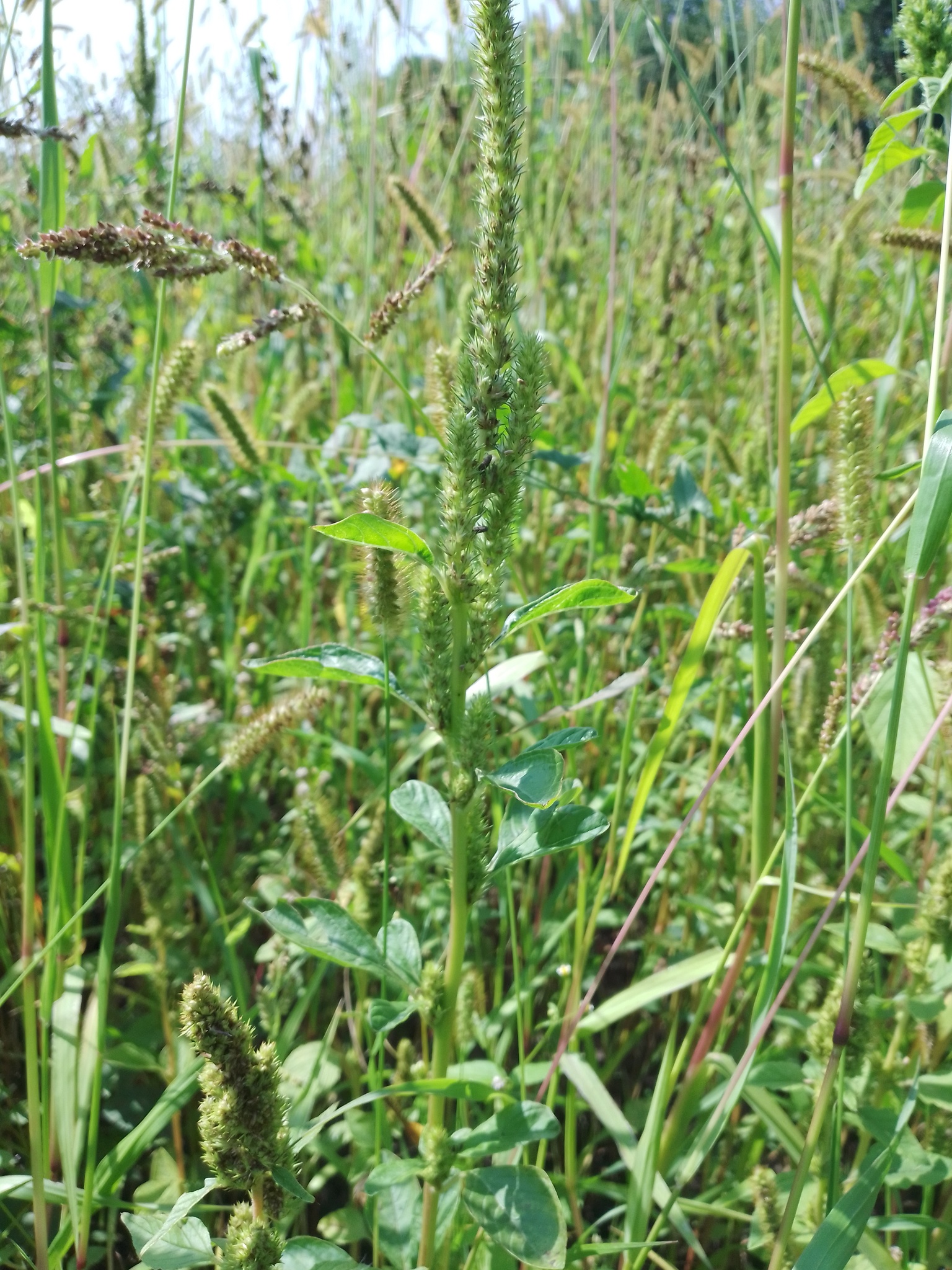 Amaranthus powellii S.Watson