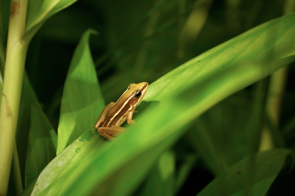 Taipei frog in July 2022 by iliao01. Found at Taipei zoo outside ...