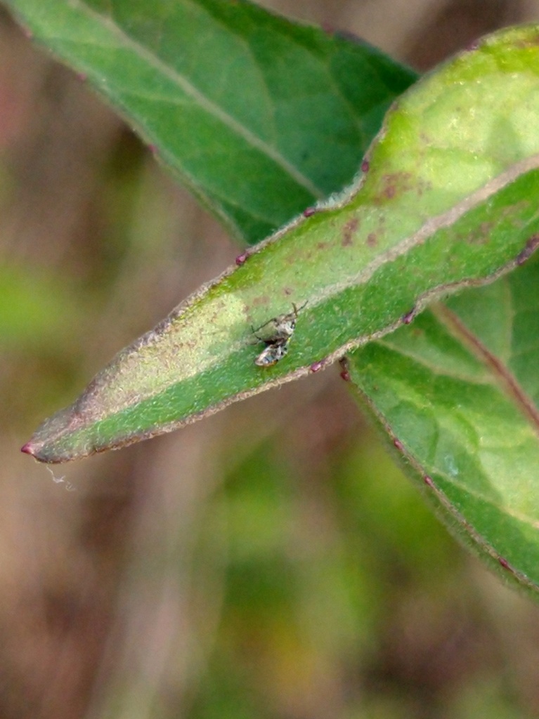Insects from Puerto Madero, Buenos Aires, Argentina on August 06, 2022 ...