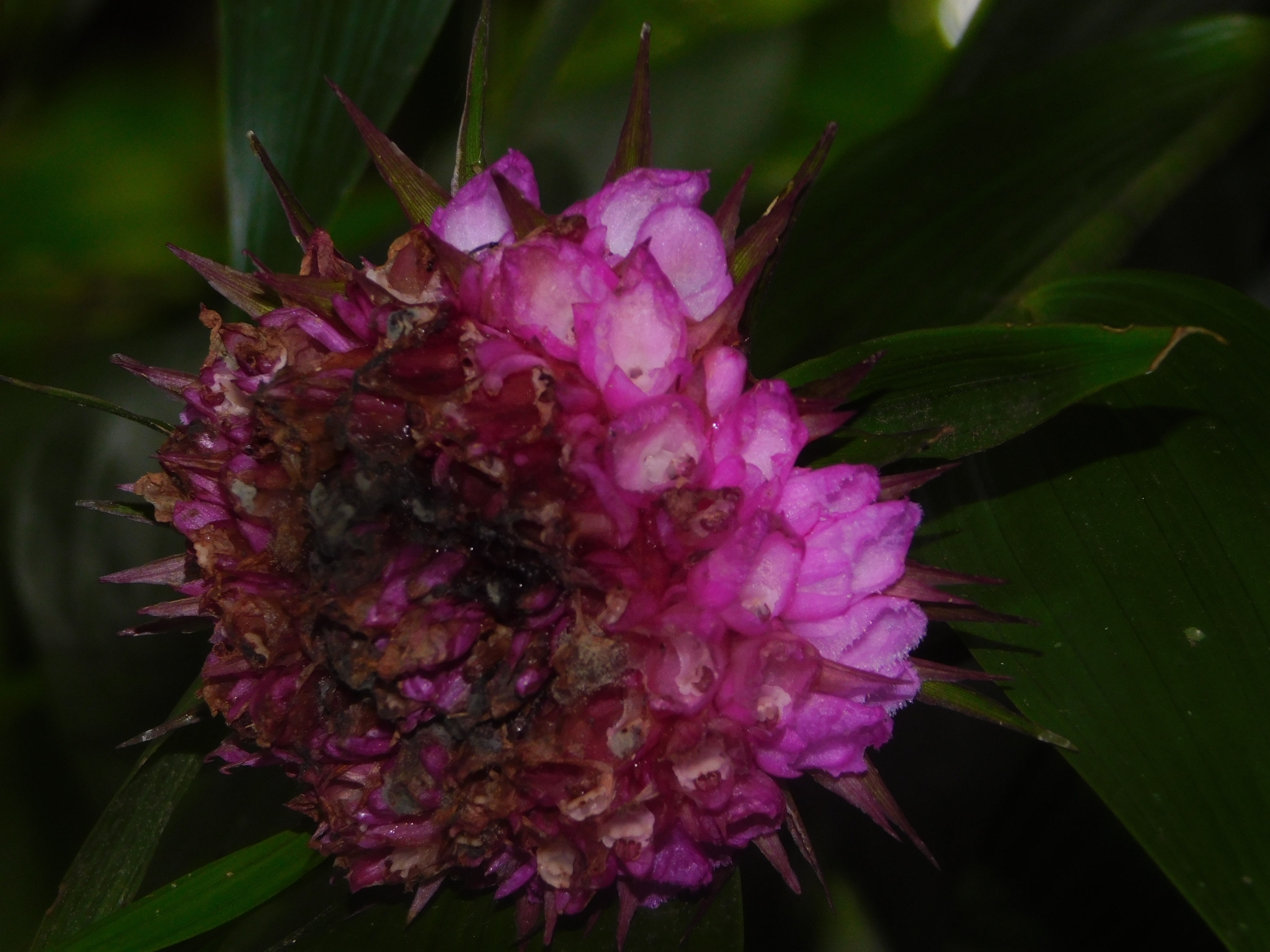 Elleanthus capitatus (Poepp. & Endl.) Rchb.f.