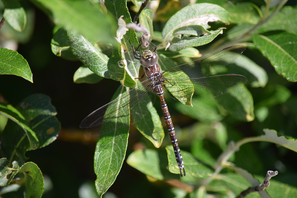 Sedge Darner from Manitoba, Canada on August 12, 2022 at 12:22 PM by ...