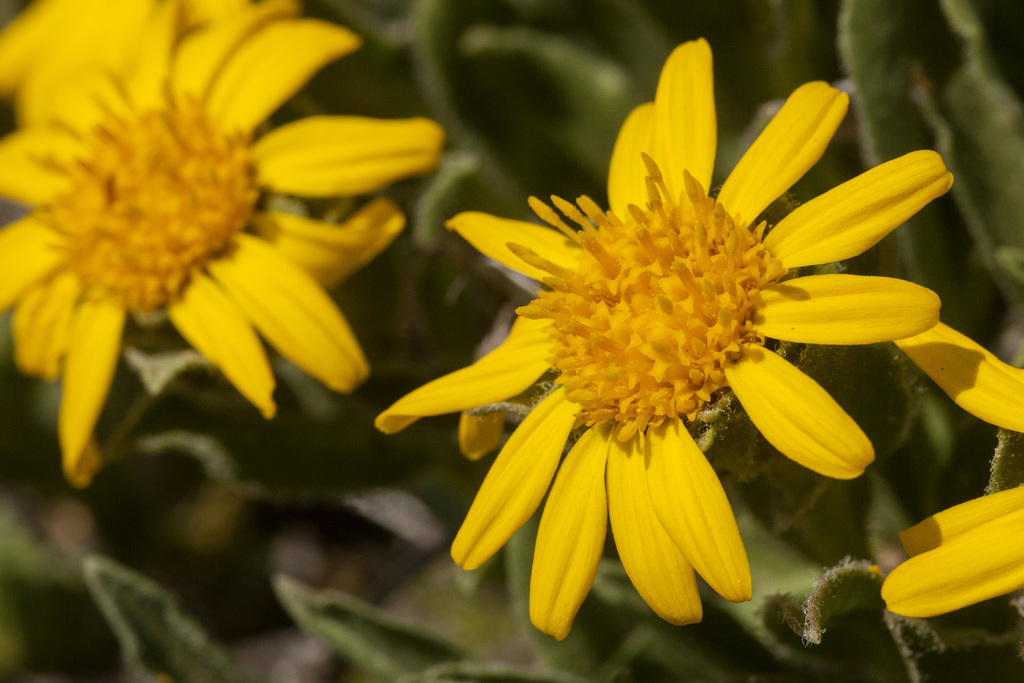 Pygmy Goldenweed (Alpine Flora of the Southern Rocky Mountains ...