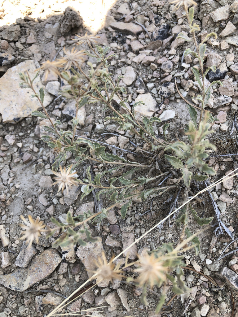 Rayless Tansyaster from Meeker, CO, US on July 26, 2022 at 12:00 PM by ...