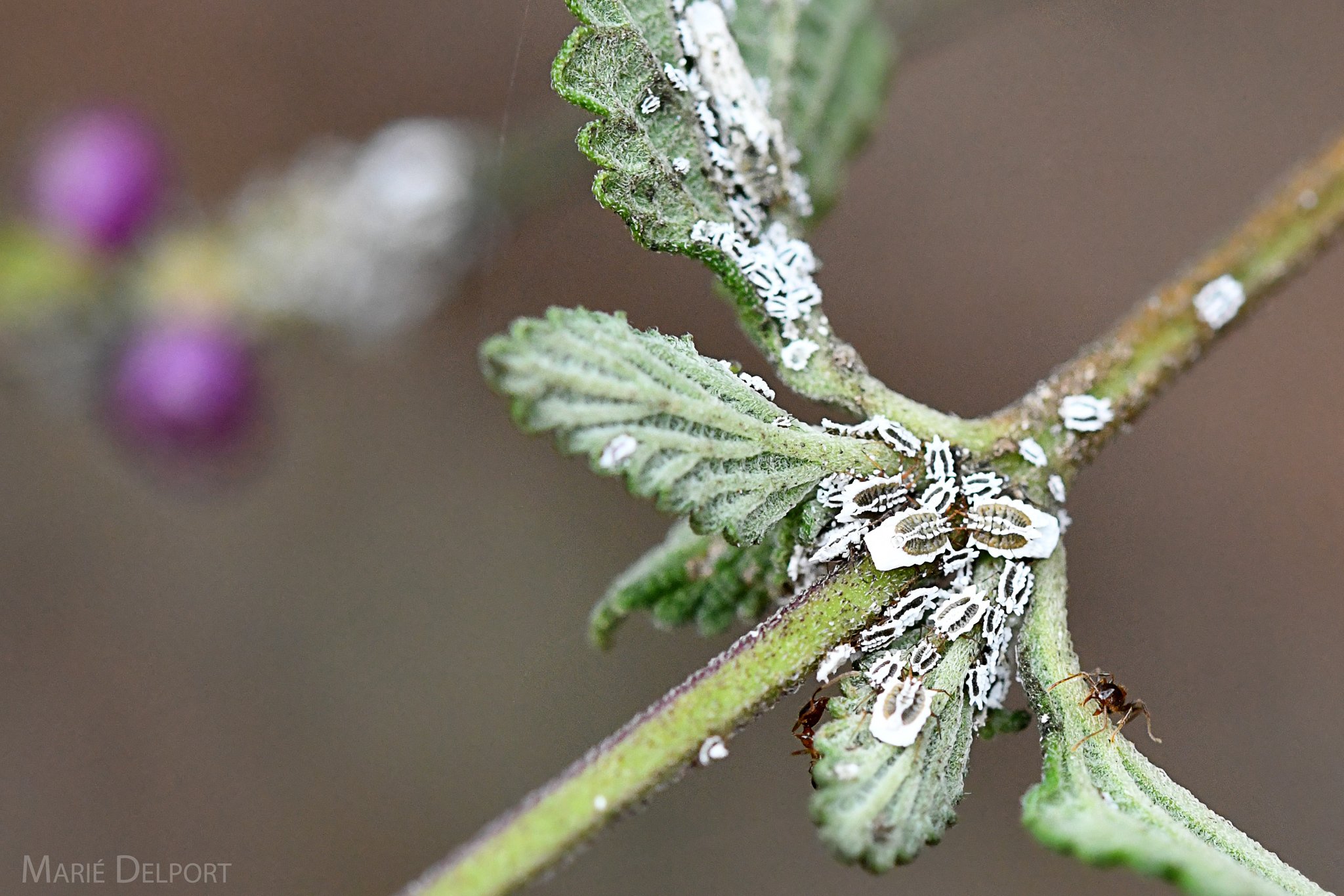 Ortheziidae