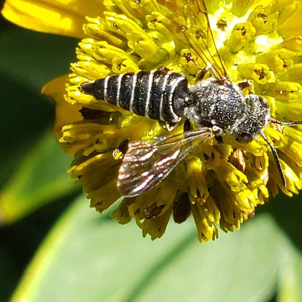 Eight-toothed Cuckoo Leaf-cutter Bee from Erie County, US-PA, US on ...