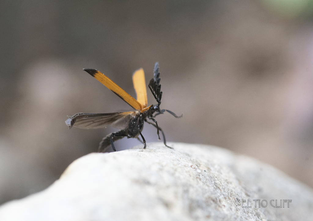 Net-winged Beetles from San Salvador de Jujuy, Jujuy, Argentina on July ...