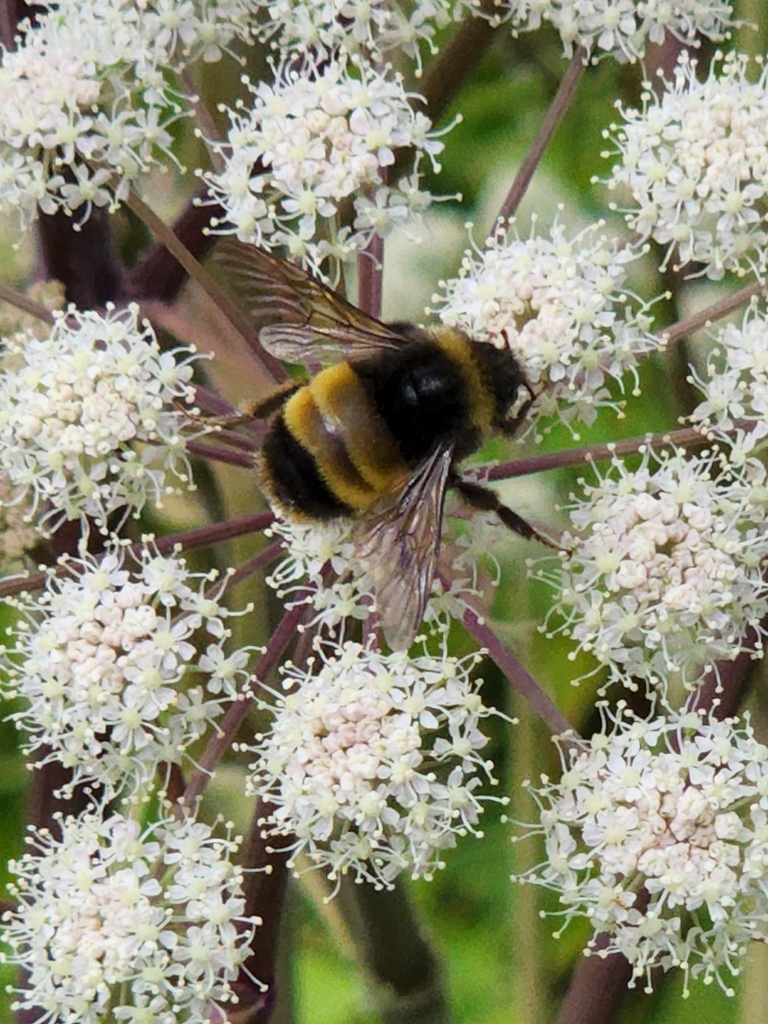 Yellow-banded Bumble Bee from Loch Lomond, NS B2E 1A5, Canada on August ...
