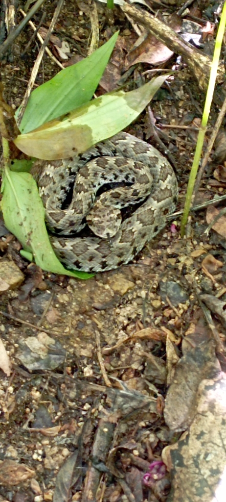 Sinaloan Long-tailed Rattlesnake from 80784 Sin., México on August 12 ...