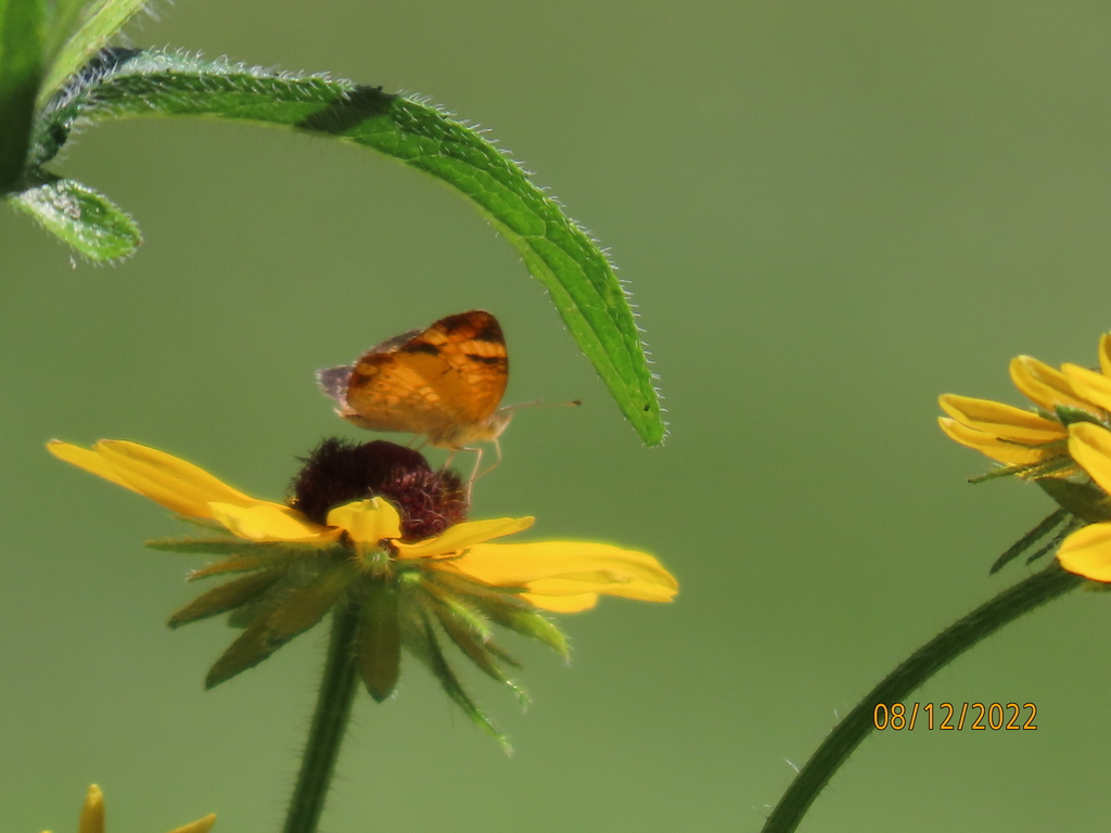 Pearl Crescent From Campbelltown PA 17078 USA On August 12 2022 At
