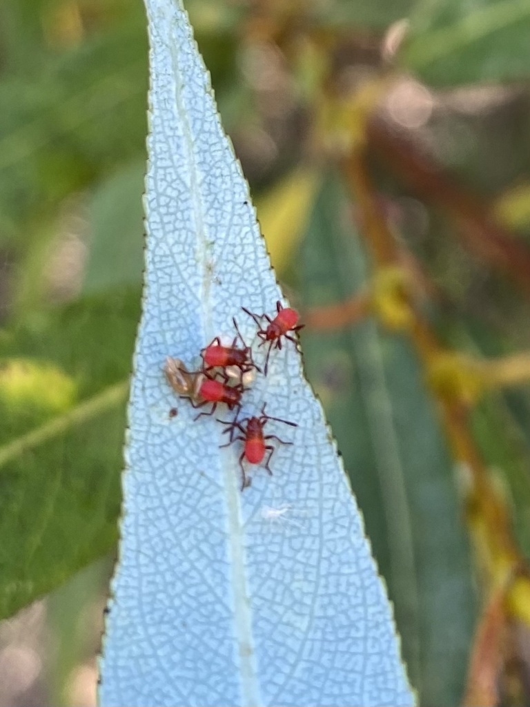 True Bugs from Sanborn County Park, Saratoga, CA, US on August 12, 2022 ...