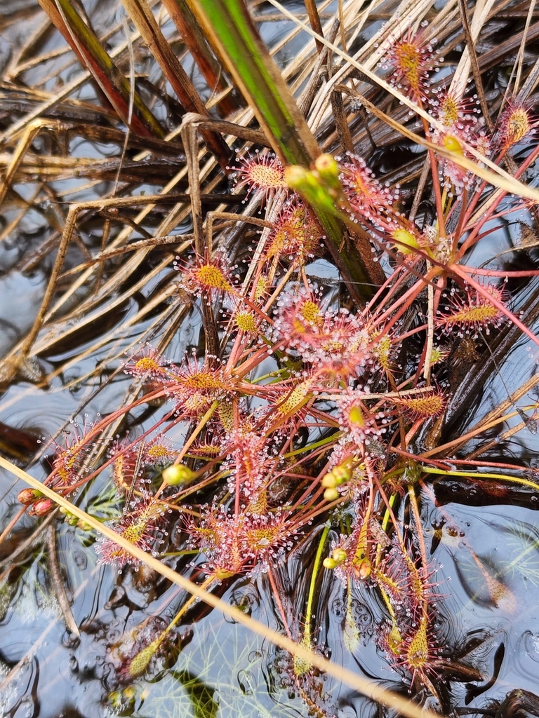 spoonleaf sundew from Stony River Township, MN, USA on August 12, 2022 ...