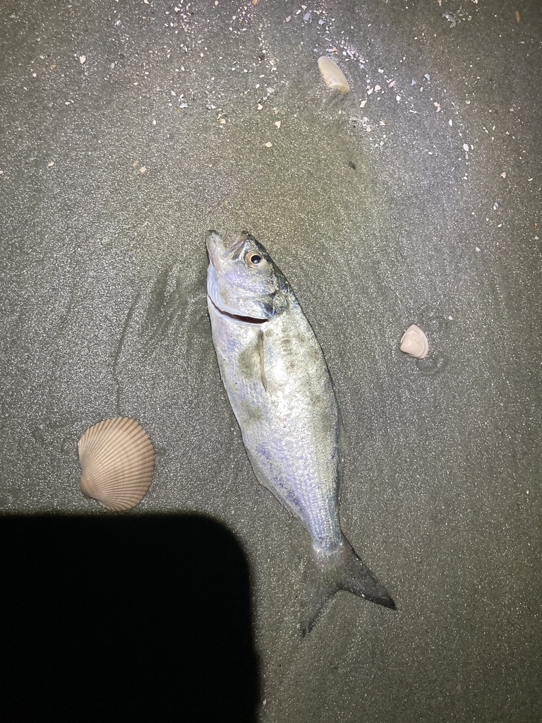 Bluefish from North Atlantic Ocean, SC, US on August 9, 2022 at 12:40 ...