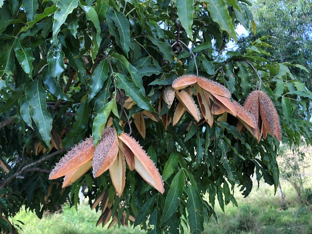 Flindersia xanthoxyla from Flagstone Creek QLD 4344, Australia on ...