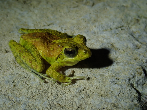 Ryukyu Kajika Frog (Buergeria japonica) · iNaturalist United Kingdom