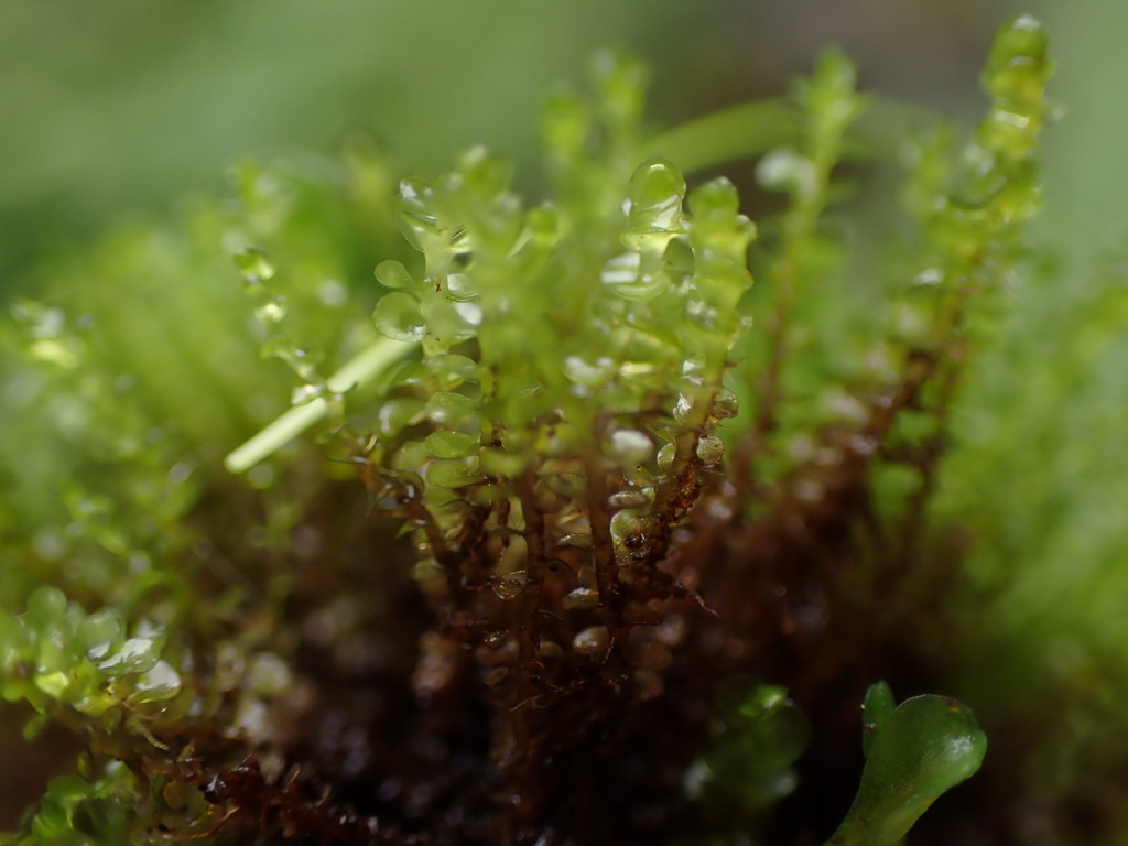 Jungermannia exsertifolia from Mount Waddington, British Columbia ...