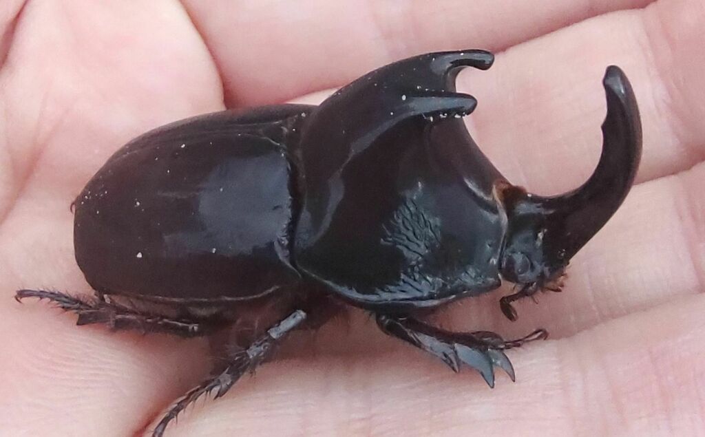 Megaceras morpheus from Santa Inés, Tunja, Boyacá, Colombia on August ...
