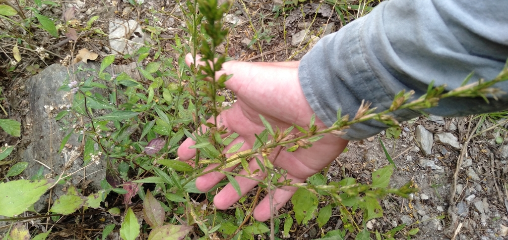 plants from Dili, Timor-Leste on August 11, 2022 at 10:19 AM by Mitch ...