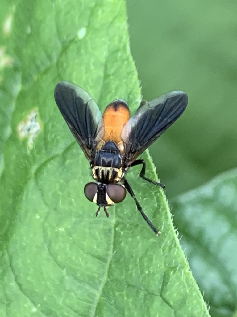 Swift Feather-legged Fly from East State Street Dog Park, Athens, OH ...
