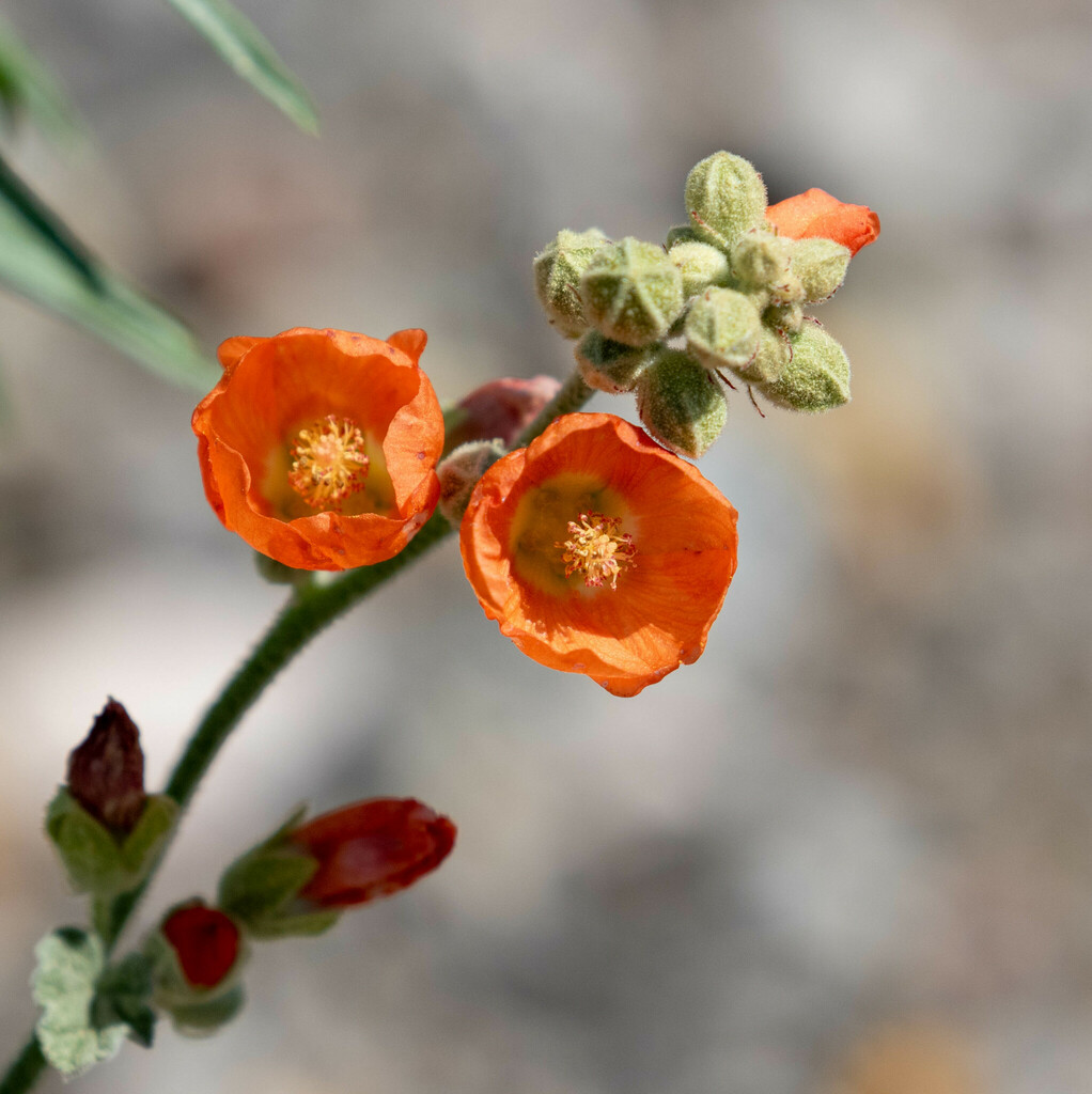 apricot mallow from Washoe, Nevada, United States on August 07, 2022 at ...