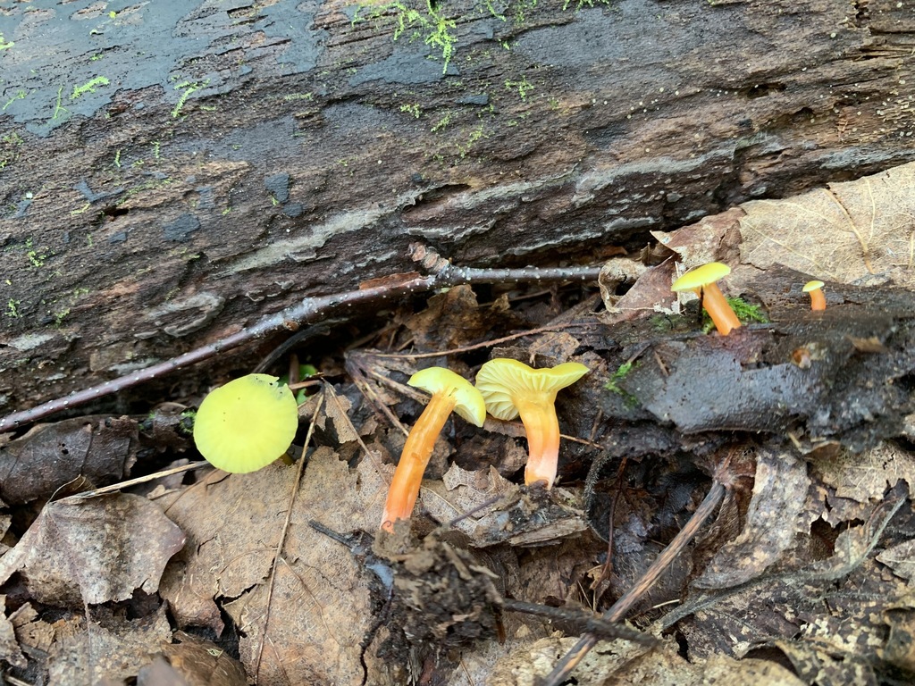Hygrocybe parvula from Northumberland County, NB, Canada on August 11 ...