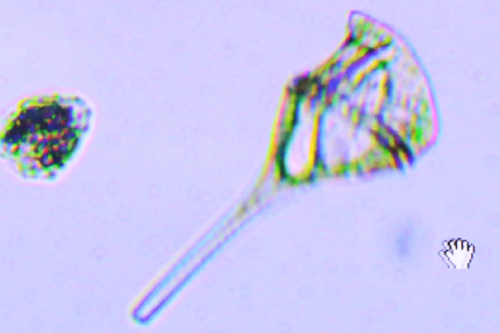 Tripos lineatus · iNaturalist