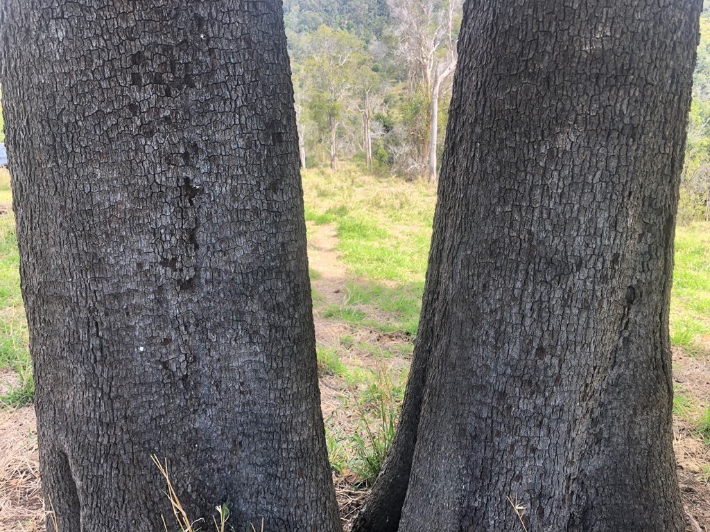 Belah from Flagstone Creek QLD 4344, Australia on August 11, 2022 at 12 ...
