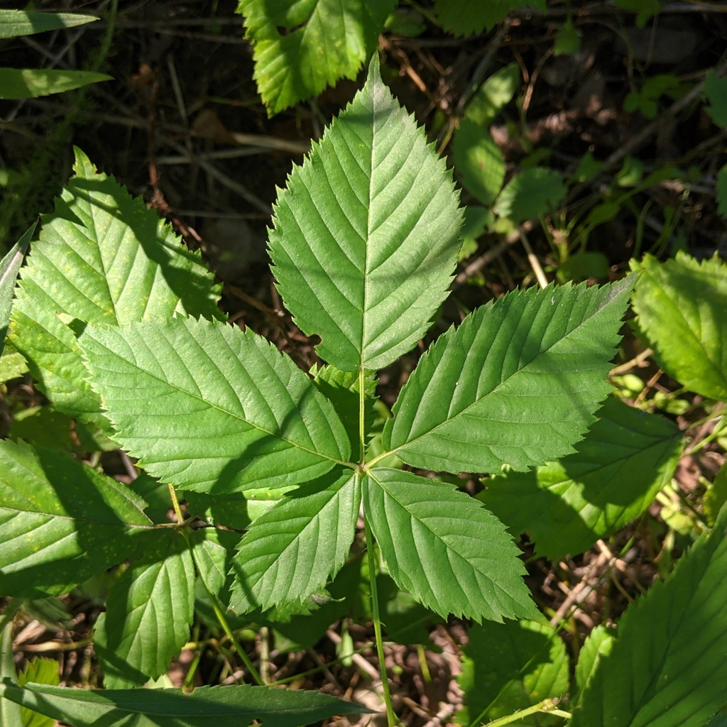 Big Horseshoe Lake bristleberry in August 2022 by Jaxon Lane. *Rubus ...