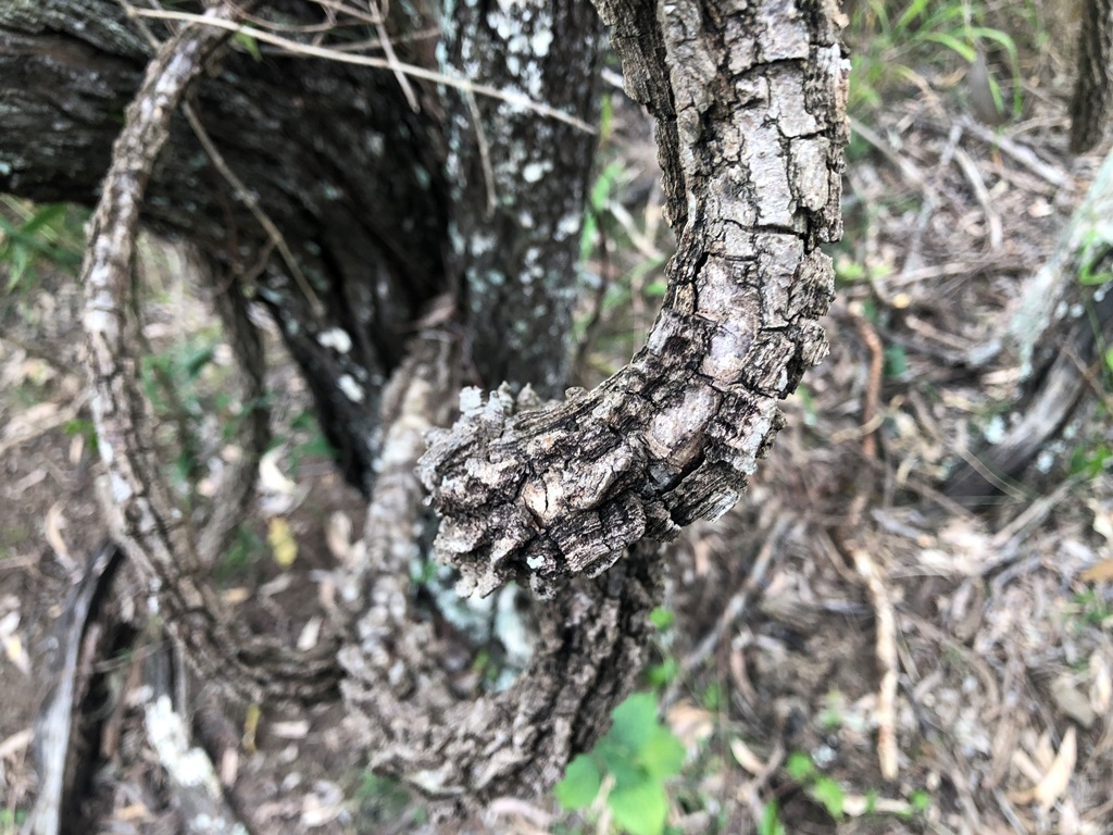 Secamone elliptica R.Br.
