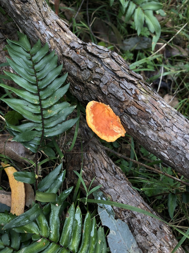 Southern Cinnabar Polypore from Bemboka, NSW, AU on July 26, 2022 at 12 ...