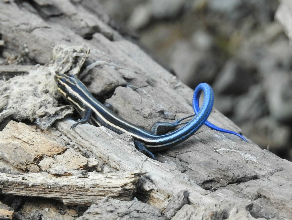 Common Five-lined Skink in August 2022 by Donna J. Parry. I was trying ...