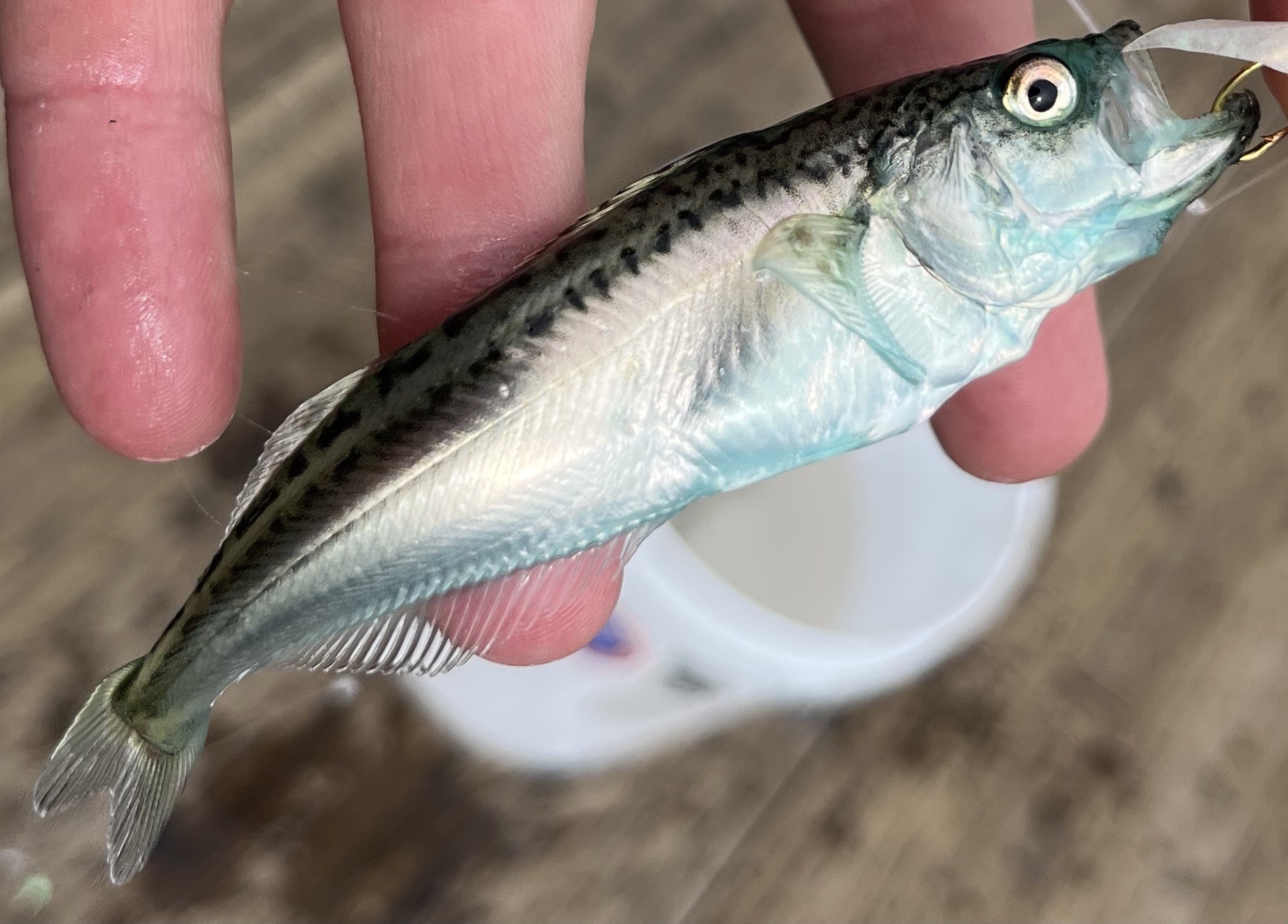 Trichodon trichodon (Tilesius, 1813)