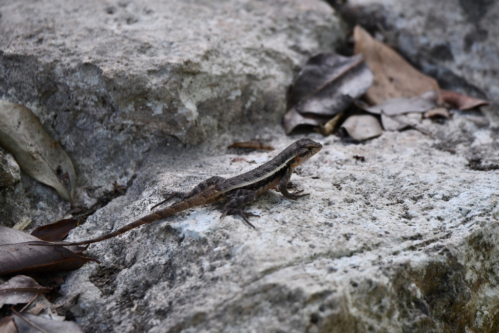 Yellow-spotted Spiny Lizard from Tulum, Quintana Roo, MX on August 09 ...