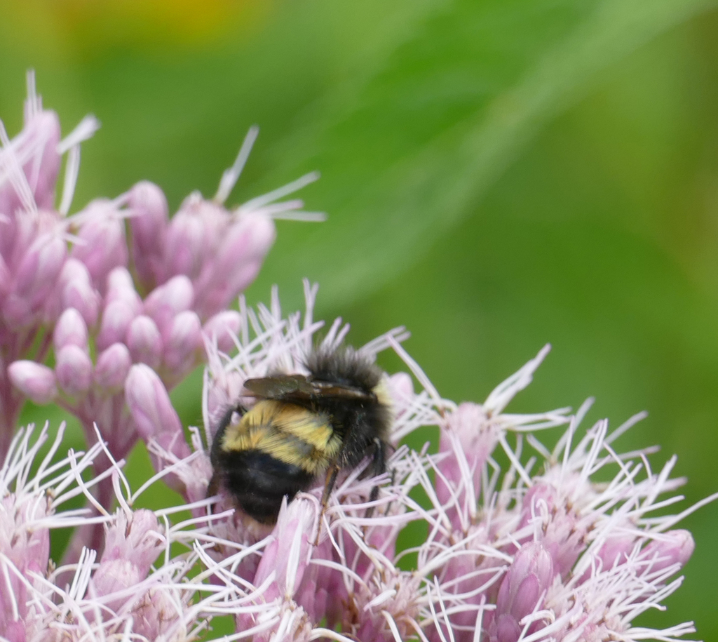Yellow-banded Bumble Bee from Monkton Ridge, Monkton, VT 05473, USA on ...
