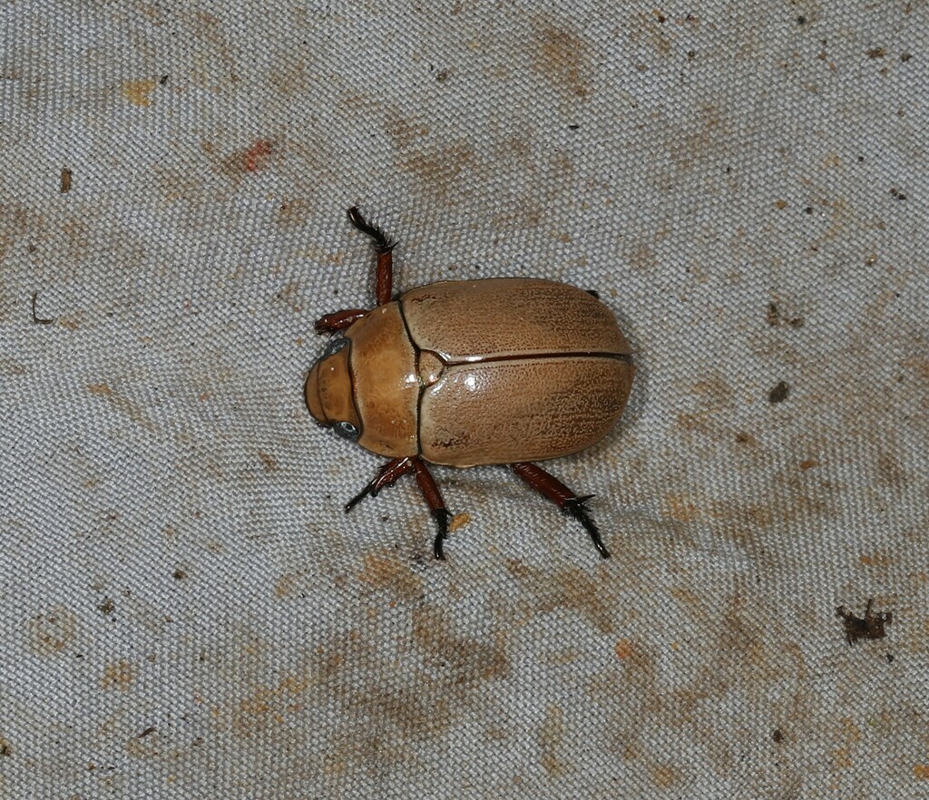 Christmas Beetles from Lockhart QLD 4892, Australia on May 28, 2022 by ...
