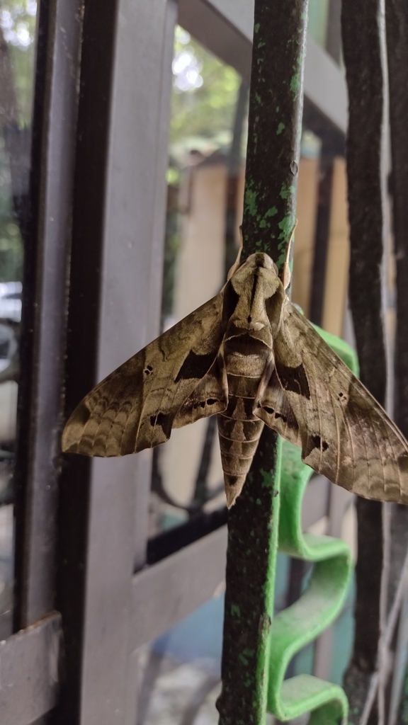 Satellite Sphinx from 29963 Chis., México on August 12, 2022 at 01:49 ...