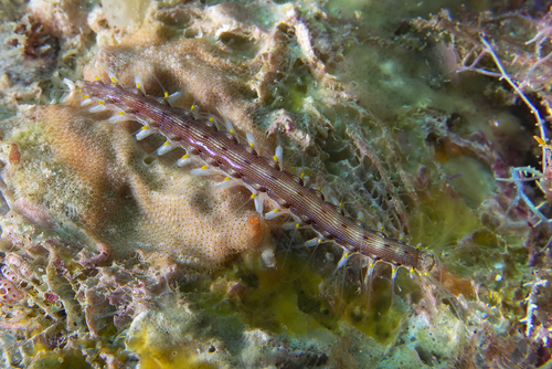 Hesione uchidai · iNaturalist