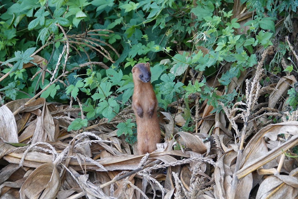 Siberian Weasel from 金山村, Huaxi District, Guiyang, Guizhou, China on ...