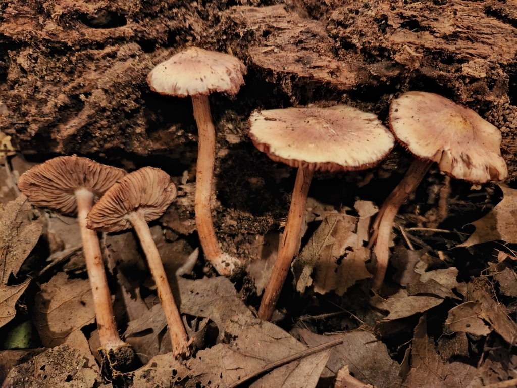 Inosperma vinaceobrunneum from Parke County, US-IN, US on August 12 ...