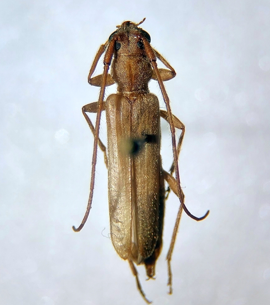 Oeme costata in August 2022 by George 'Crowdy' Pollock. 13mm long ...