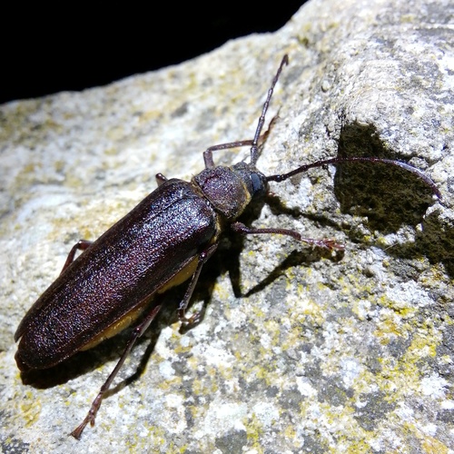 Genus Prinobius · iNaturalist